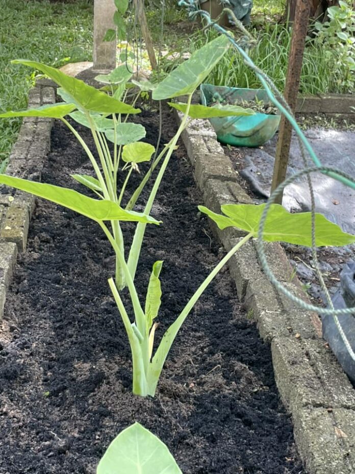 10 Jenis Pokok Besar Sesuai Jadi Tanaman "Indoor",Penyeri Rumah! - Impiana