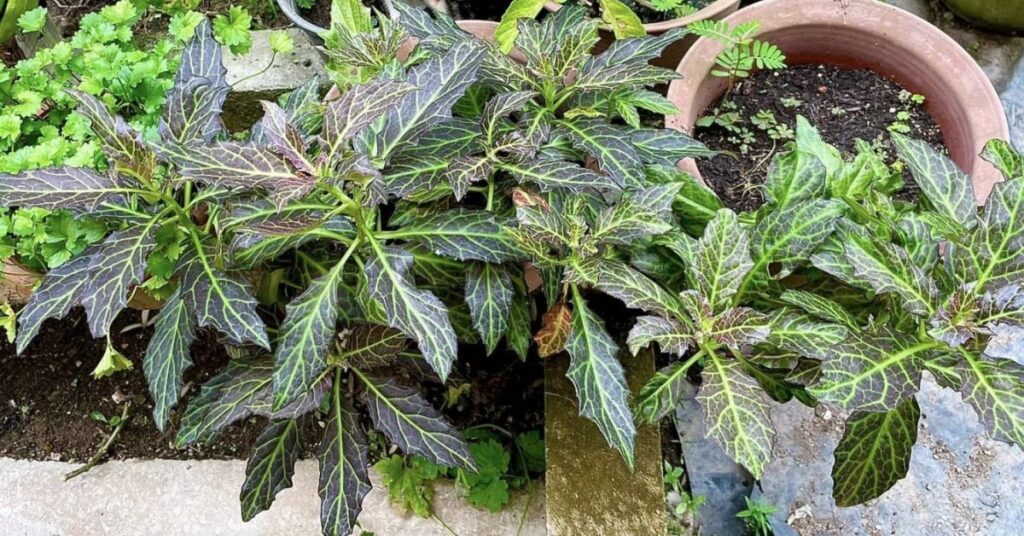 10 Jenis Pokok Besar Sesuai Jadi Tanaman "Indoor",Penyeri Rumah! - Impiana