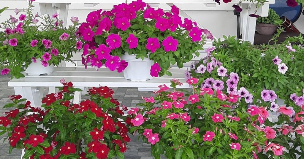 10 Jenis Pokok Renek Berbunga Sesuai Dijadikan Tanaman Pagar Rumah ...