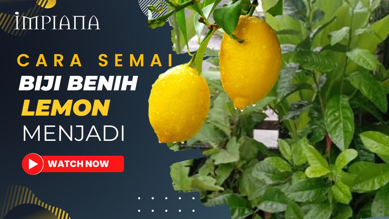 Cara Semai Biji Benih LEMON Menjadi