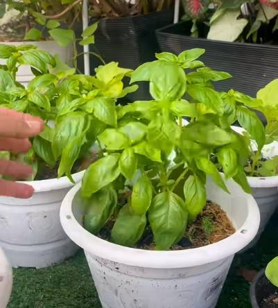 Cara Mudah Tanam Sendiri Pokok 'SWEET BASIL' Guna Keratan Batang