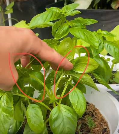 Cara Mudah Tanam Sendiri Pokok 'SWEET BASIL' Guna Keratan Batang