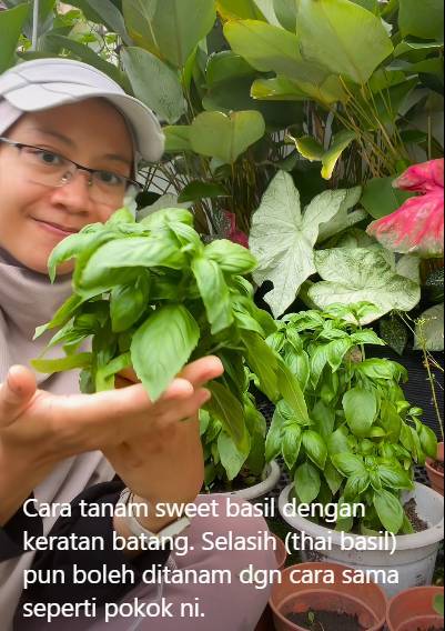 Cara Mudah Tanam Sendiri Pokok 'SWEET BASIL' Guna Keratan Batang