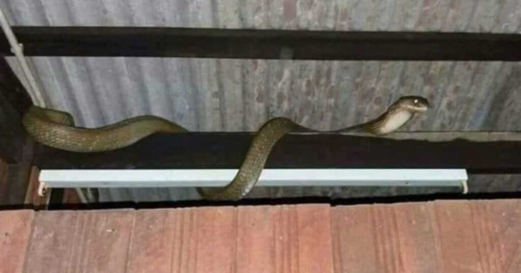 Lakukan Perkara Ini Jika Ular Masuk Rumah, JANGAN Buat 3 Benda Ini!