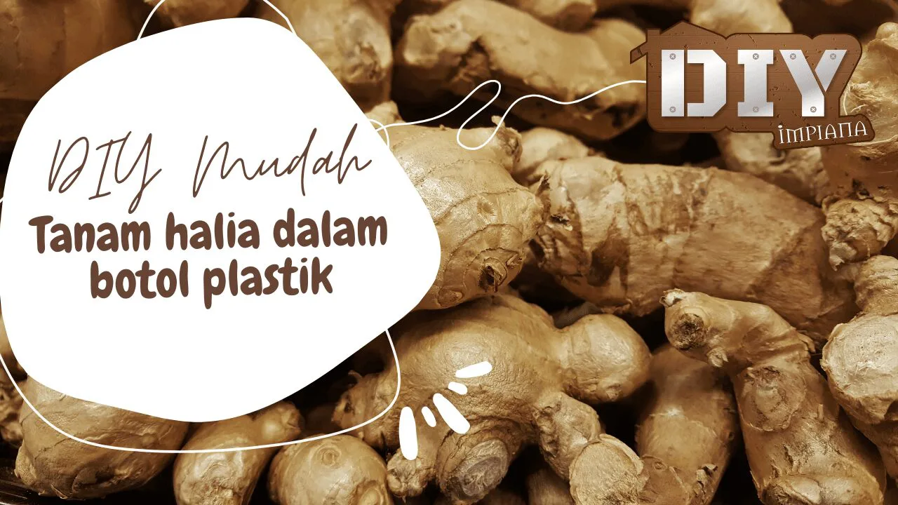 Tanam halia dengan menggunakan botol palstik je?! Macam mana tu?