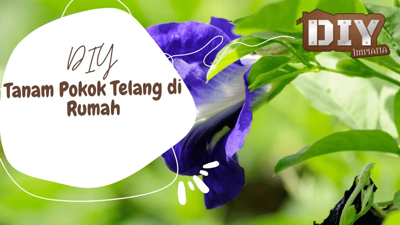 Cara mudah tanam pokok bunga telang di rumah. Bunga cantik dan ada ...