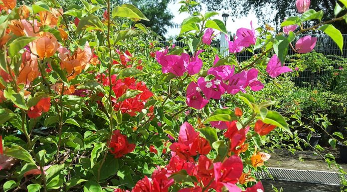 Cara Pastikan POKOK BUNGA KERTAS Hidup Subur & Lebat Berbunga!