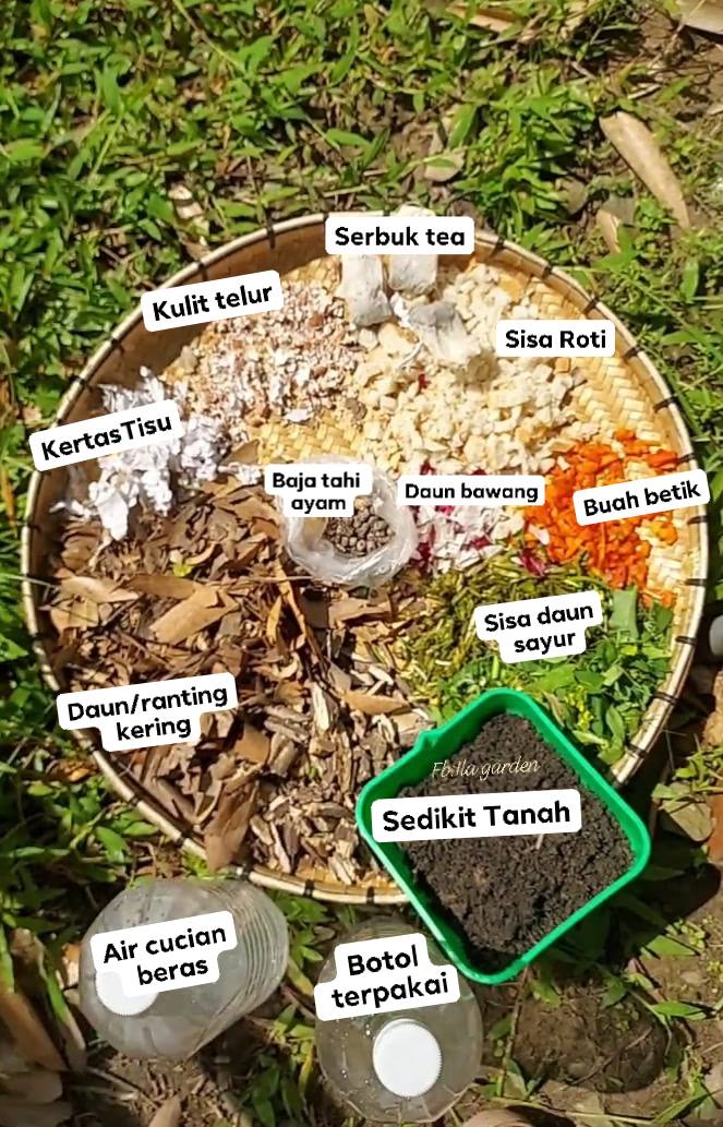 Cara Buat Sendiri BAJA KOMPOS Mini Di Rumah, Tanaman Sawi Lebar & Hijau