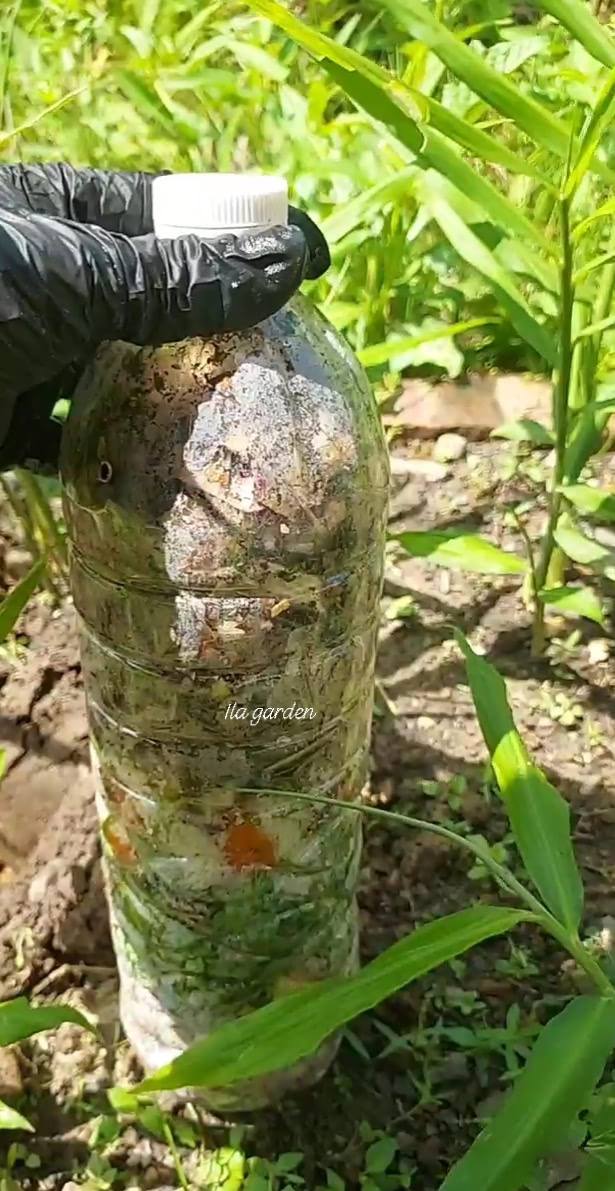 Cara Buat Sendiri BAJA KOMPOS Mini Di Rumah, Tanaman Sawi Lebar & Hijau