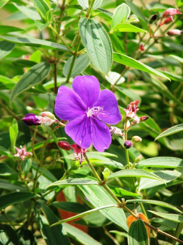 Ini 10 Jenis Pokok Mudah Hidup Yang Sesuai Ditanam Sebagai Pagaran