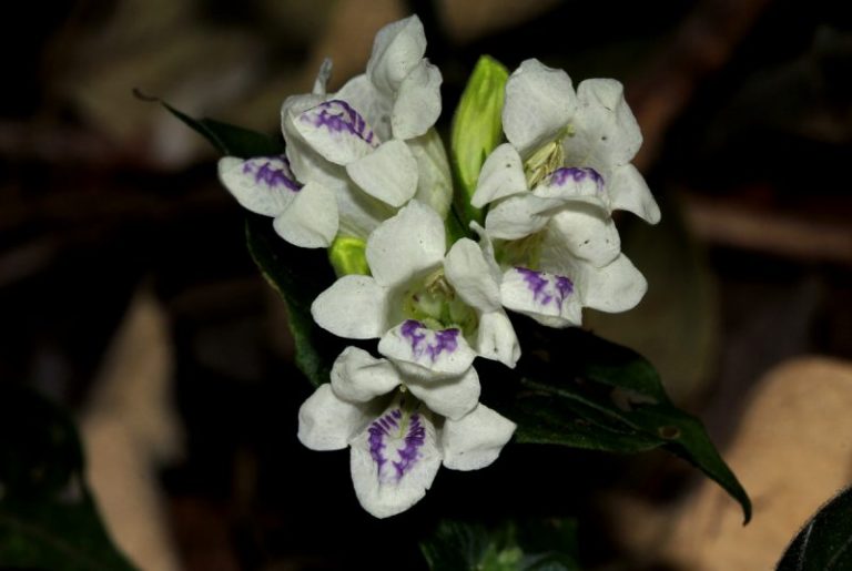 5 Khasiat Rumput Israel Yang Ramai Tak Tahu