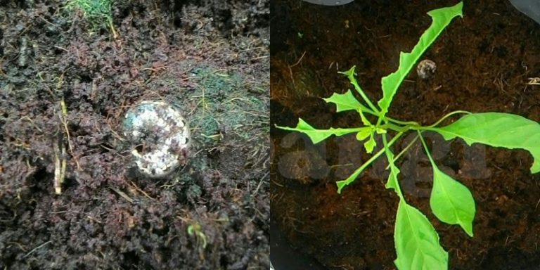 5 Cara Elak Tanaman Anda Diserang Beluncas Tanpa Guna Racun Serangga