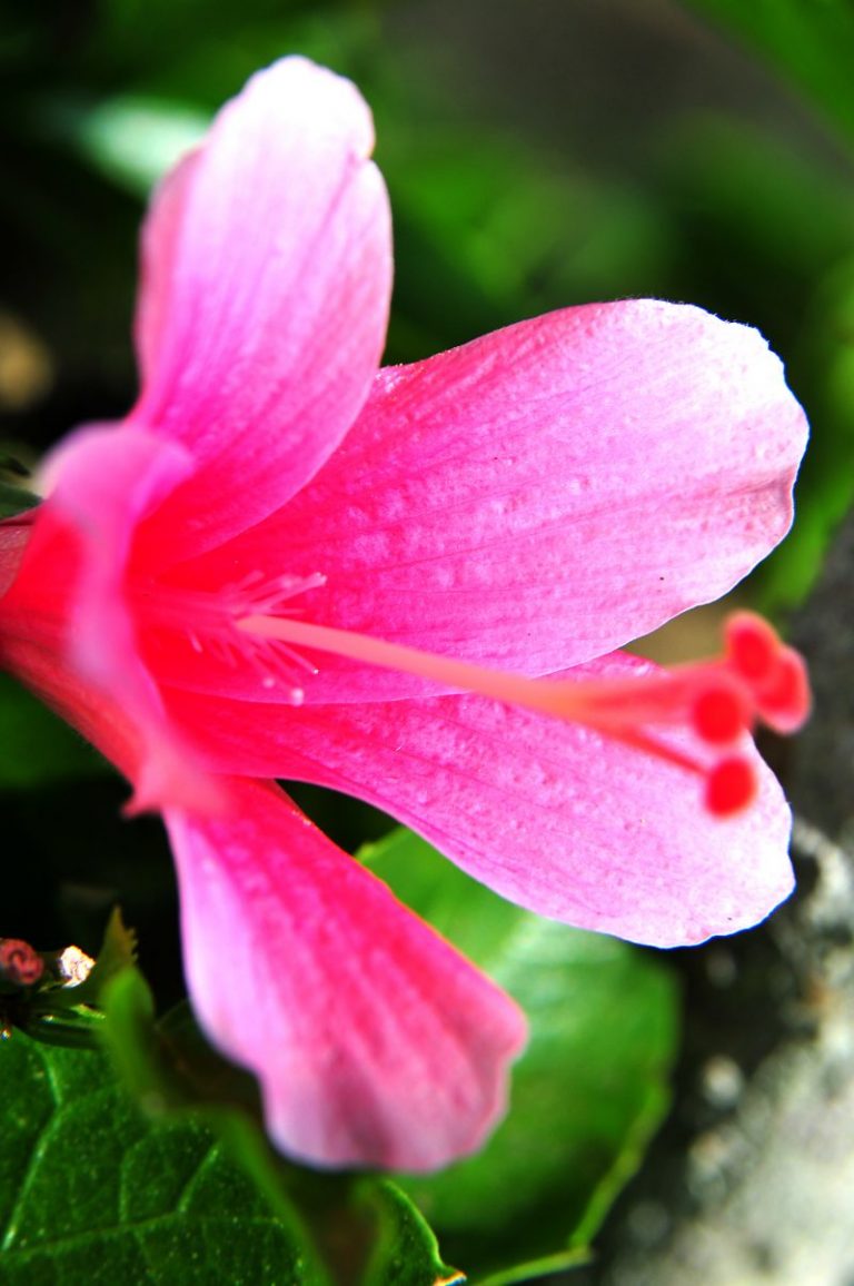 Pokok Mudah Hidup Yang Sesuai Ditanam Sebagai Pokok Pagaran