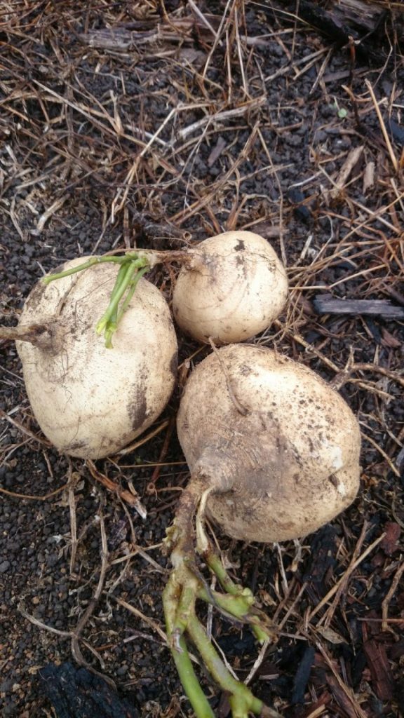 Ini 6 Jenis Sayur Umbisi Yang Mudah Di Tanam Dalam Pasu