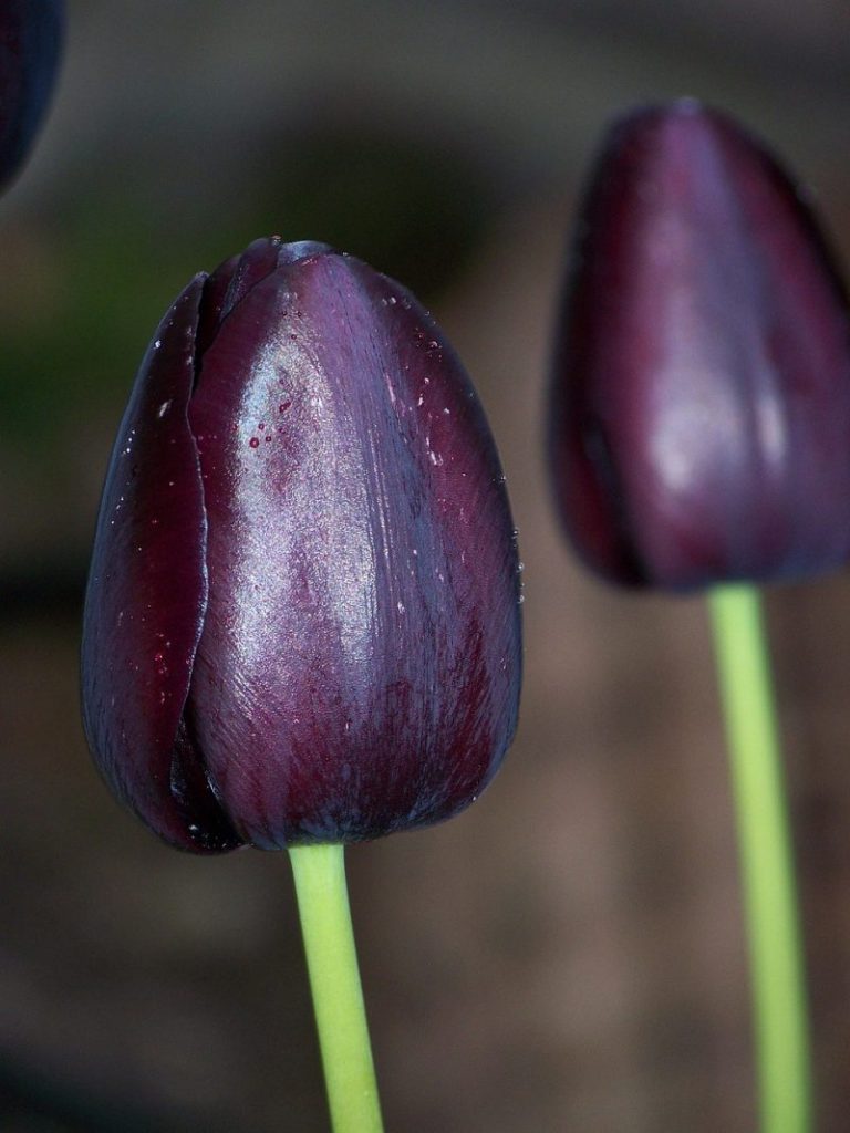 Jangan Tak Percaya Wujudnya Bunga Berwarna Hitam Di Dunia Ini, Cantik ...