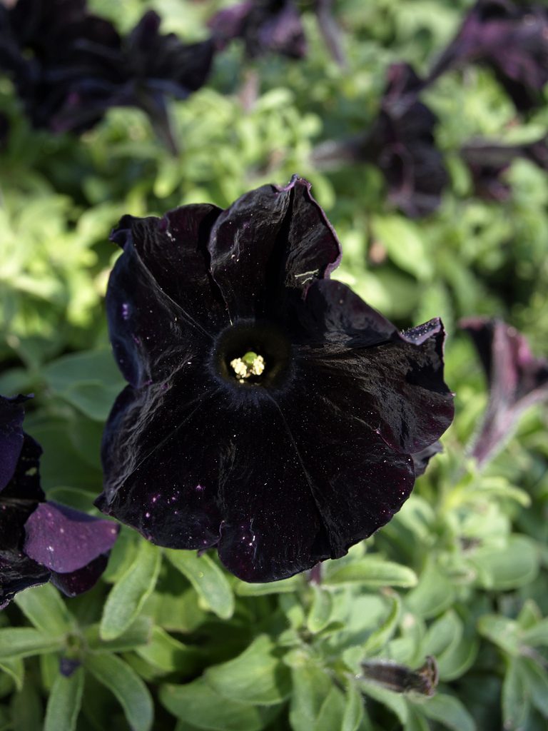 Wujudnya Bunga Berwarna Hitam Di Dunia Ini, Cantik Pula Tu