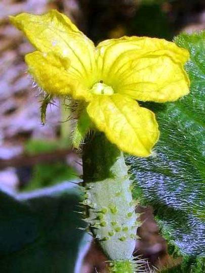 Mudahnya Tanam Timun Hanya Ikut Langkah Ini - IMPIANA