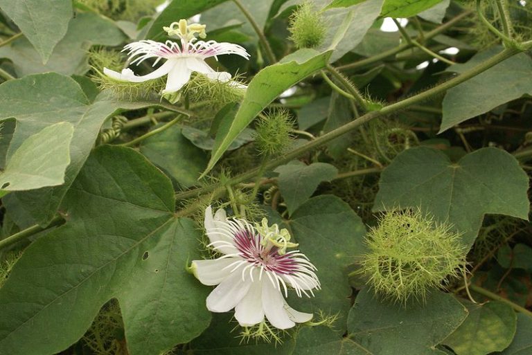 10 Khasiat Letup-letup yang Ramai Tak Tahu