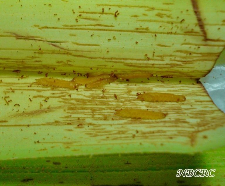 AWAS! 6 Jenis Kumbang Ini Perosak Tanaman Dalam Diam