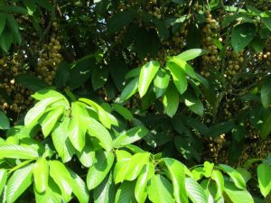 10 Jenis Pembungkus Makanan Yang Tidak Mempunyai Kesan Kimia Berbahaya ...