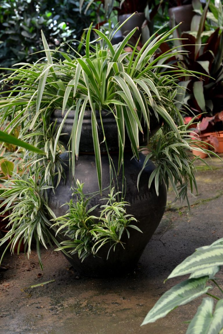 Teknik Mudah Biak Pokok Spider Plant Buat Newbie Baru Berkebun