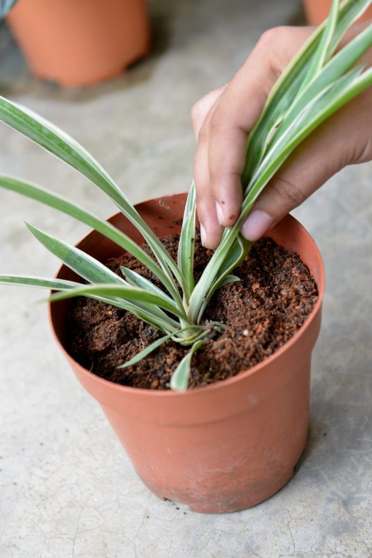 10 Tanaman Renek Berbunga Yang Tahan Panas Dan Cuaca Kering - IMPIANA