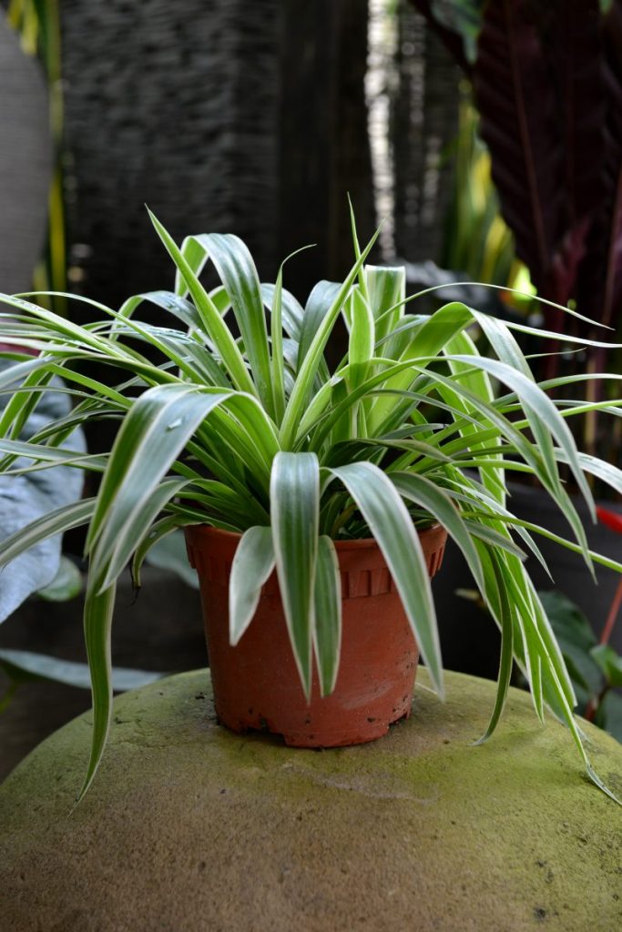 10 Tanaman Renek Berbunga Yang Tahan Panas Dan Cuaca Kering - IMPIANA