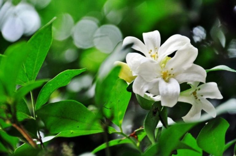 10 Jenis Pokok Renek Berbunga Sesuai Dijadikan Tanaman Pagar Rumah - Impiana