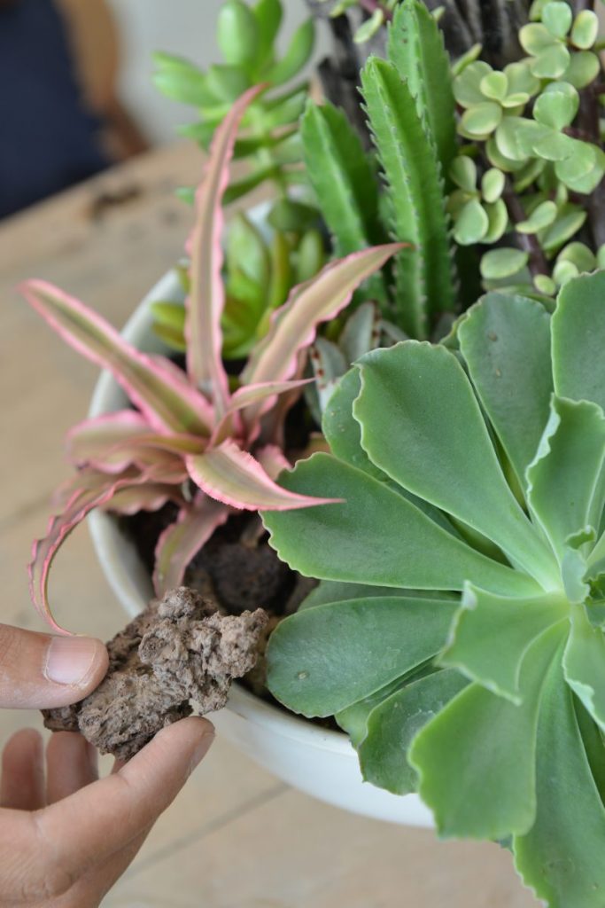 Cara Tanam Bayam Dalam Baldi Tak Perlu Ruang Luas - IMPIANA