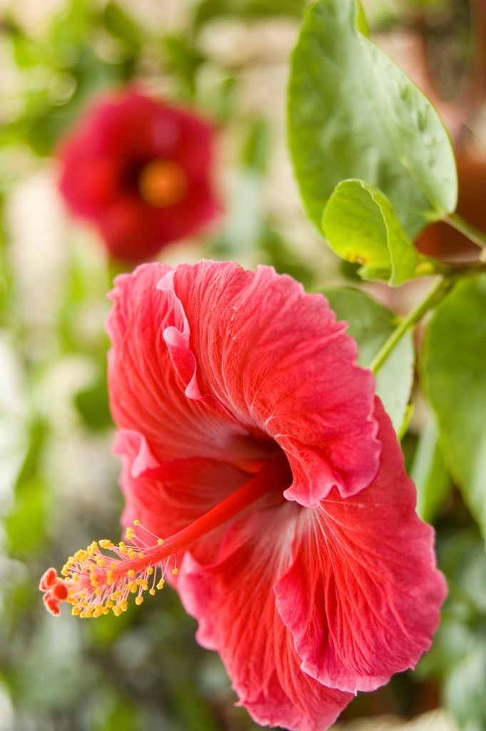 8 Pokok Renek Sesuai Dijadikan Pagaran - IMPIANA