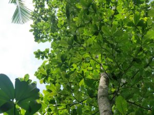 Hormon Akar dan Booster Untuk Tanaman Dari Daun Ketapang