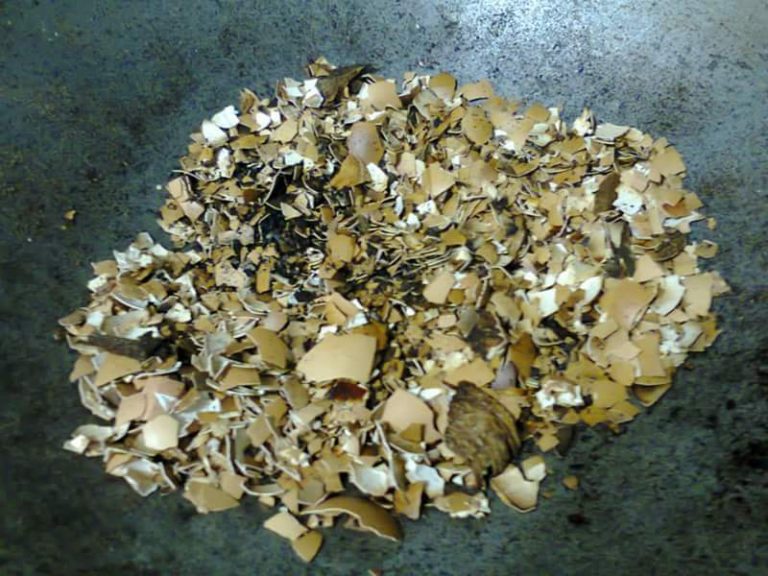 Baja Kalfos Mampu Elak Buah Dan Bunga Gugur Sebelum Matang