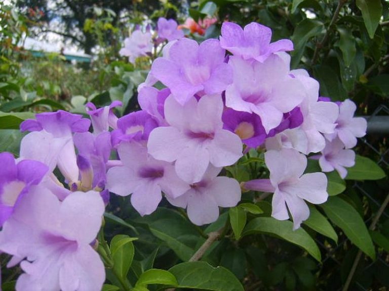 15 Pokok Memanjat Ini Mampu Buatkan Kediaman Anda Tampil Lebih Cantik ...