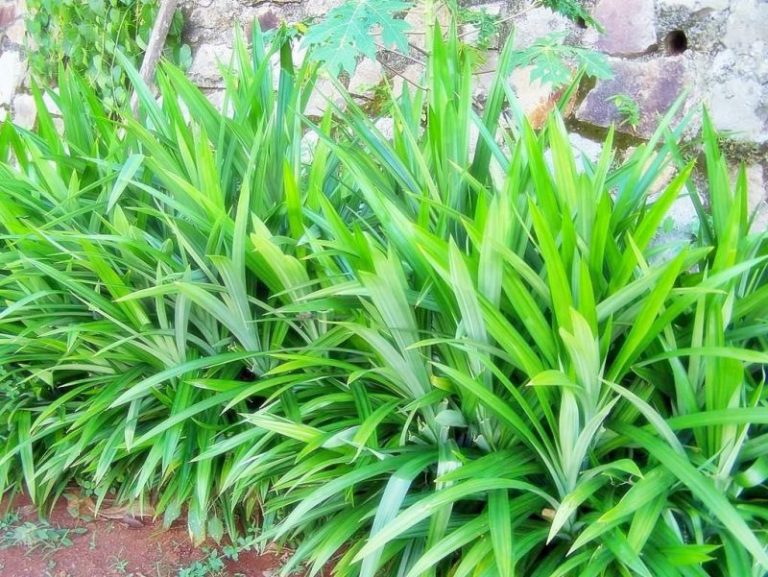 6 Tip Cara Tanam Pandan Yang Ramai Orang Tak Tahu