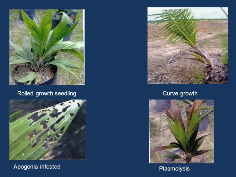 AWAS! 6 Jenis Kumbang Ini Perosak Tanaman Dalam Diam - IMPIANA