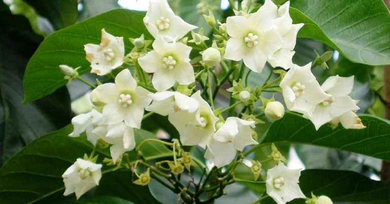 15 Pokok Memanjat Ini Mampu Buatkan Kediaman Anda Tampil Lebih Cantik ...