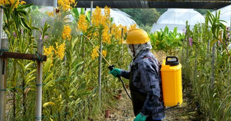 Sebelum Membeli Racun Tanaman Semak Dulu Panduan Lengkap Dari Jabatan ...