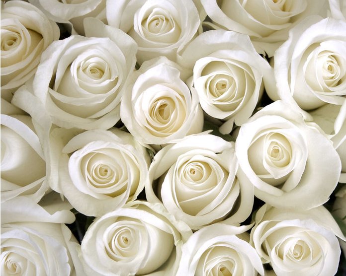 Ini 5 Bunga Putih Popular Naikkan Seri Majlis Perkahwinan - IMPIANA