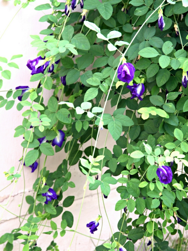 5 Tanaman Memanjat Mudah Tanam dan Cantik Sebagai Hiasan Pagar Part 2 ...