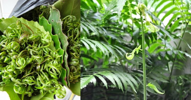 10 Sebab Kenapa Orang Sarawak Suka Makan Midin, Mencegah penuaan secara ...