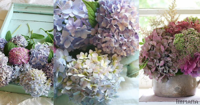 Cantik Tapi Bahaya! OH My Hydrangea - IMPIANA