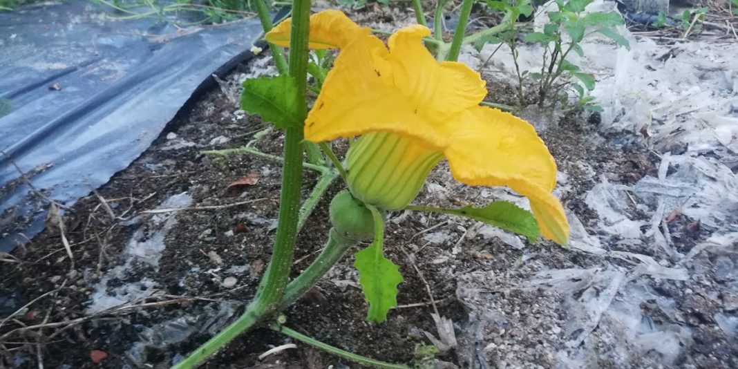 Tanaman Labu Subur Tapi Tiada Buah? Ini Cara Kenalpasti Jantina Bunga ...